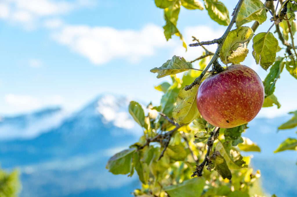 Naturpark Nagelfluhkette: Streuobst+ im Vorderen Bregenzerwald ...